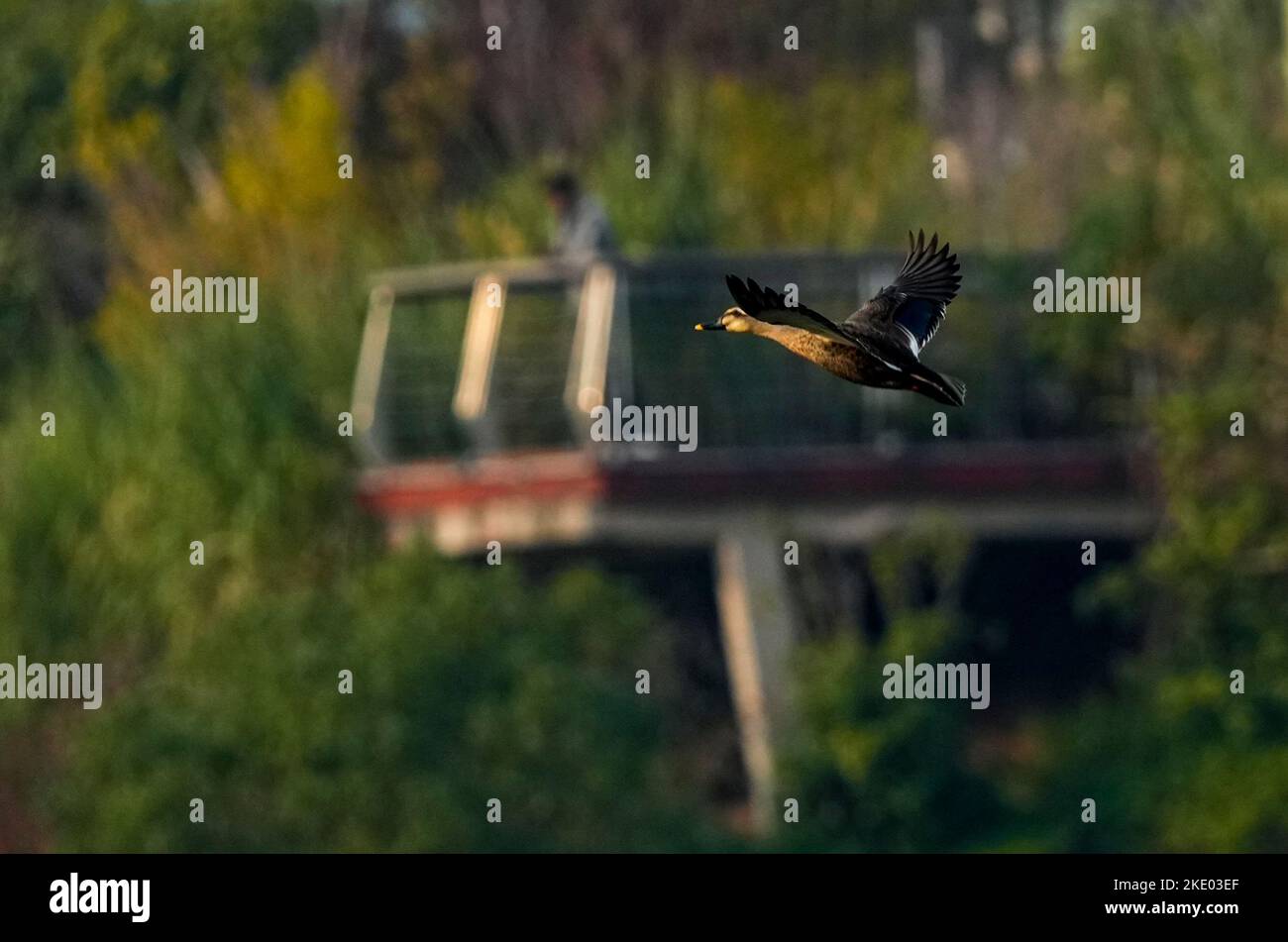 (221109) -- CHONGQING, Nov. 9, 2022 (Xinhua) -- An eastern spot-billed ...