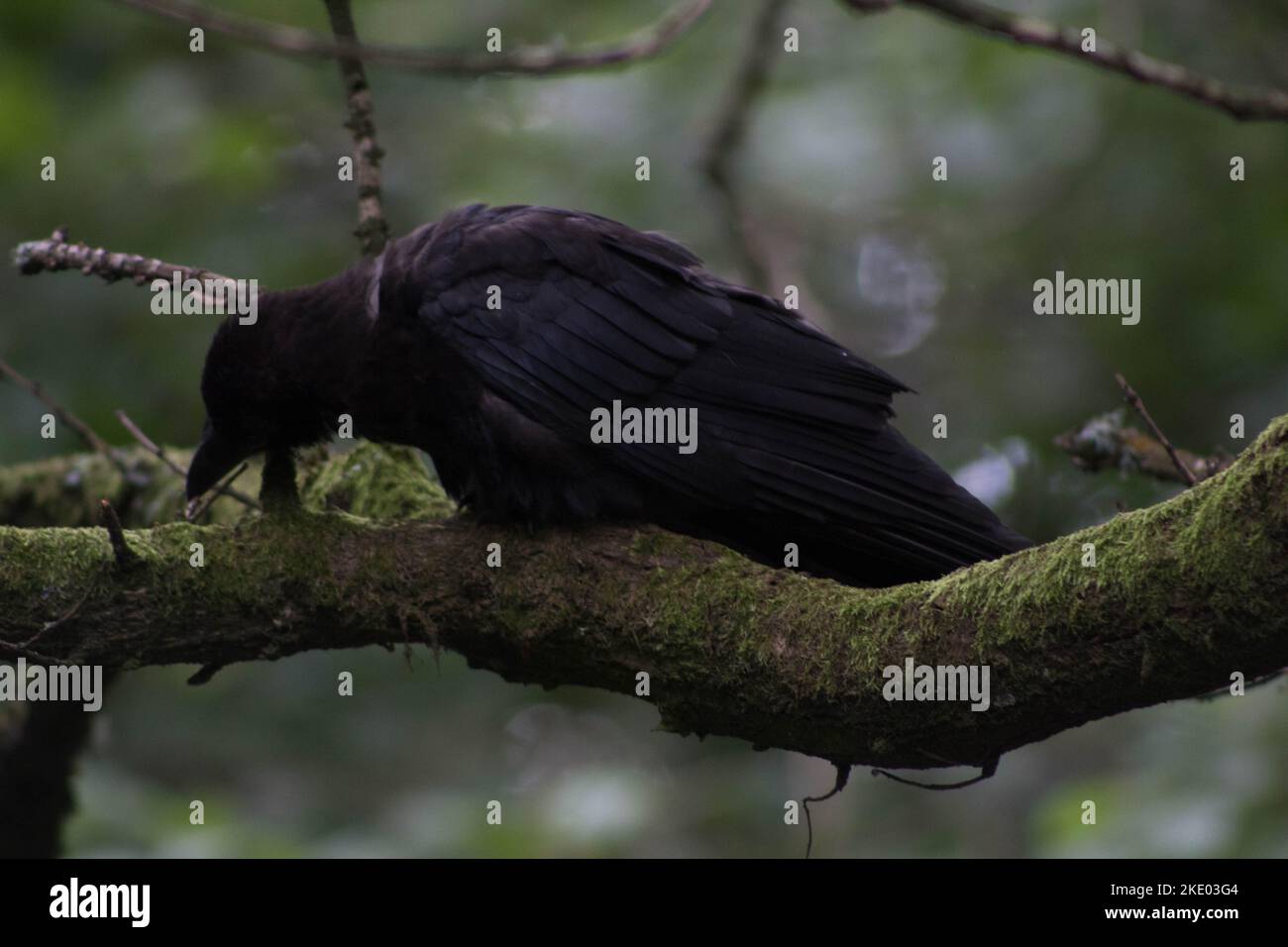 A closeup of a black crow resting on a mossy tree branch in a forest ...