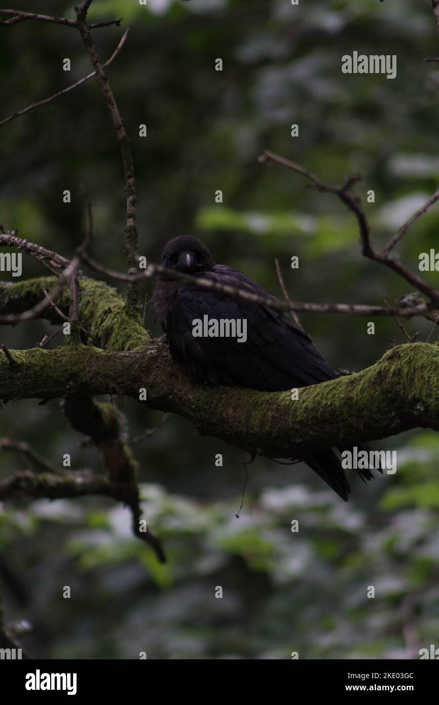 A vertical closeup of a beautiful black crow resting on a mossy tree ...
