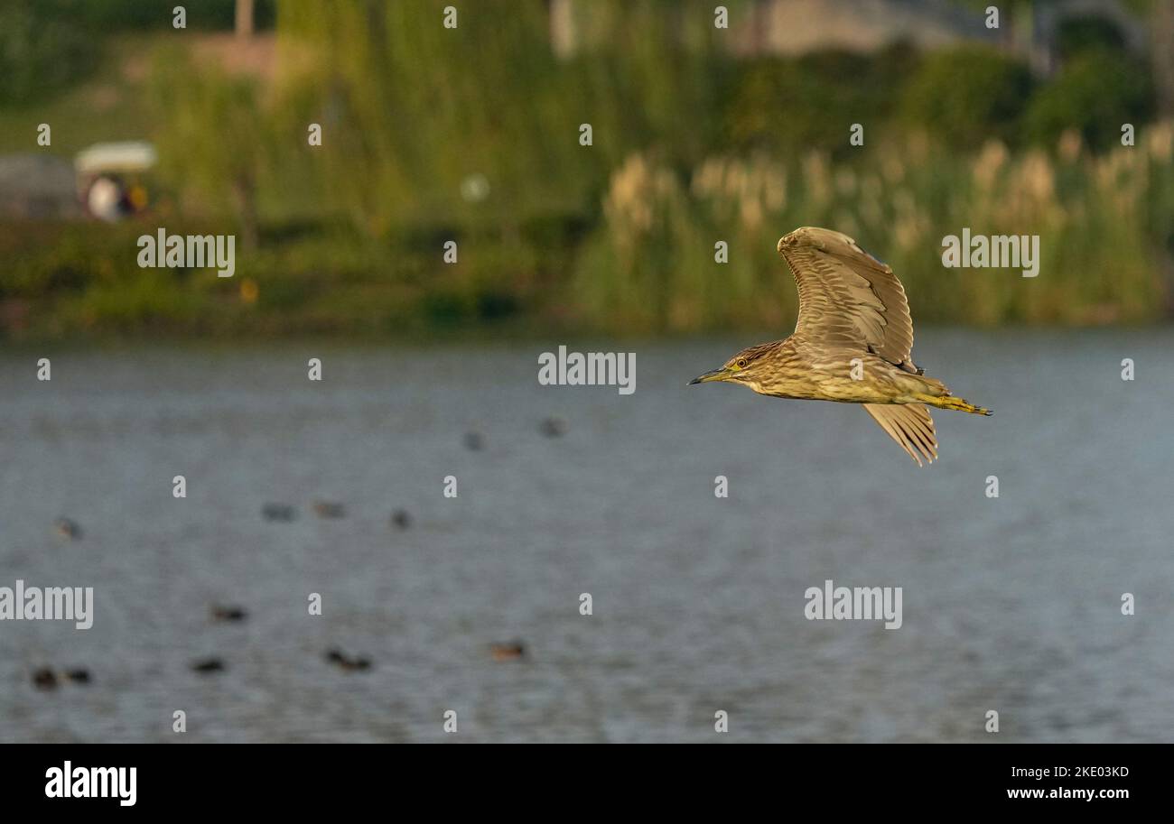 (221109) -- CHONGQING, Nov. 9, 2022 (Xinhua) -- A night heron flies ...