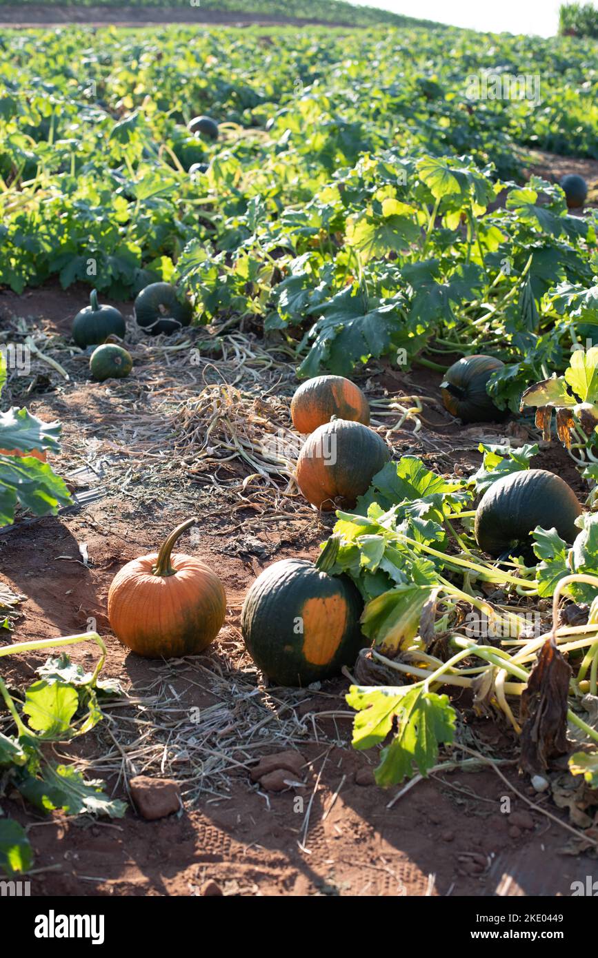 A vertical high-angle of a sunlit pumpkin field, raw pumpkins on the ...