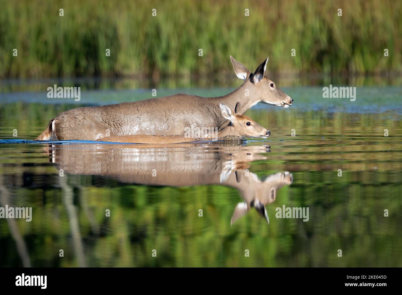 White Tailed Deer Swimming