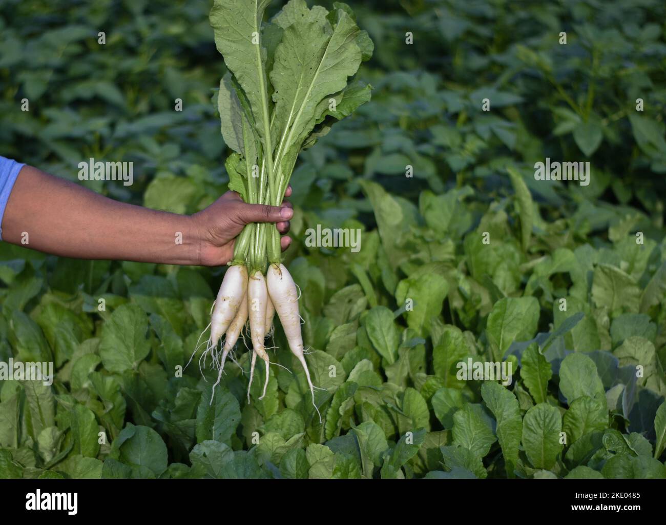 Sunburned leaves hi-res stock photography and images - Alamy