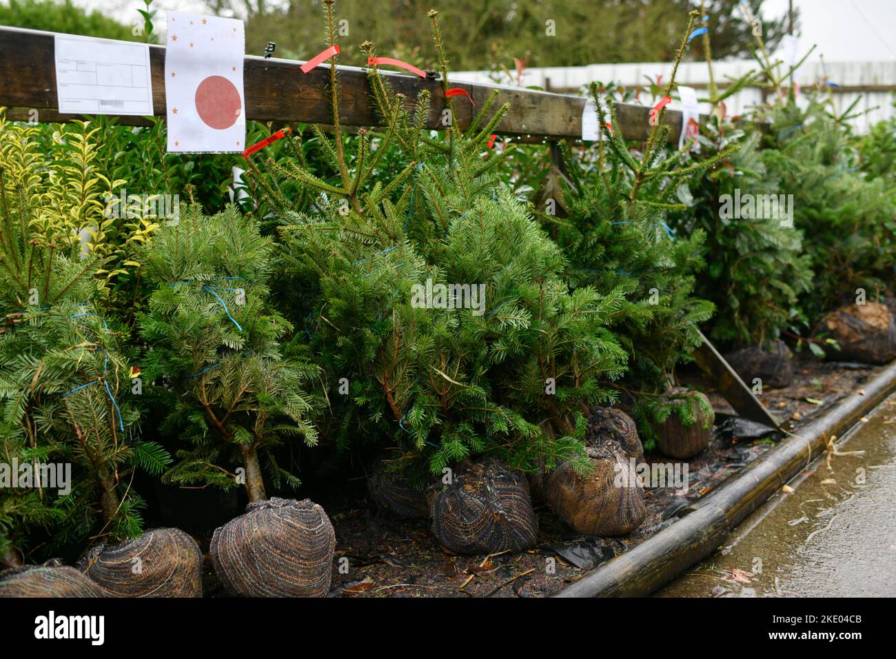 Planting christmas trees hi-res stock photography and images - Alamy