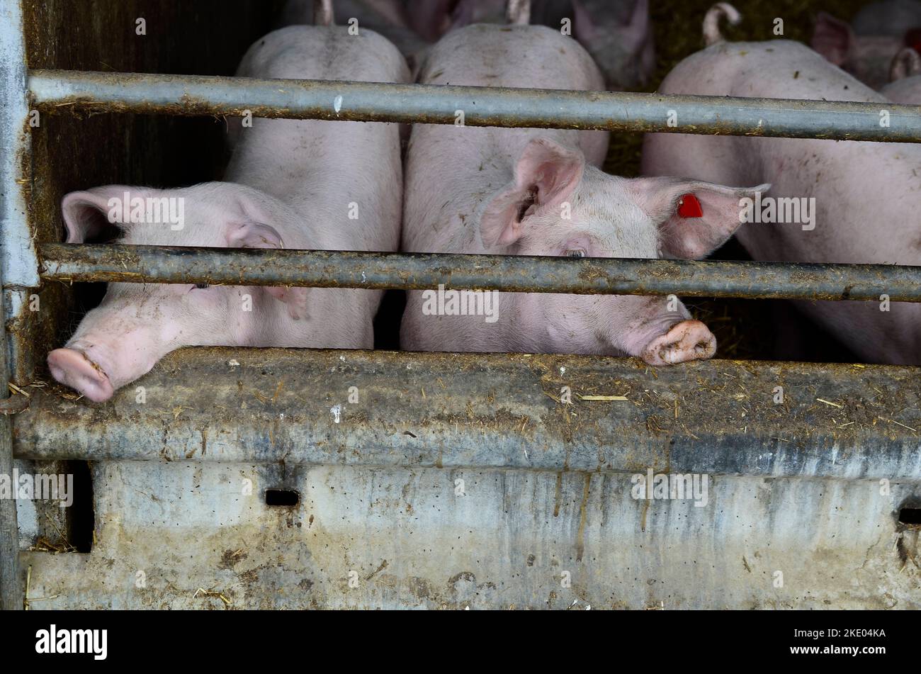 Austria, pig raising Stock Photo - Alamy