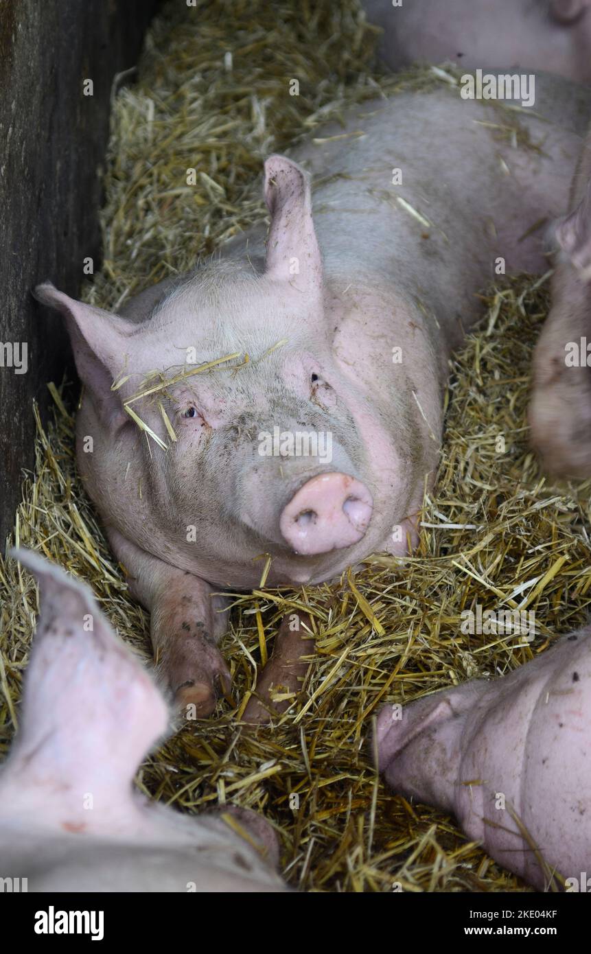 Austra, pig raising Stock Photo - Alamy
