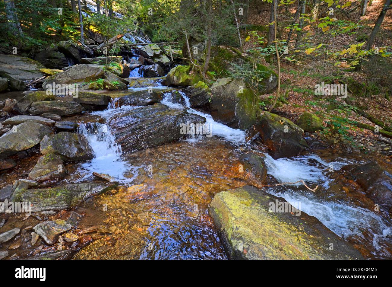 Alluvial tree trunks hi-res stock photography and images - Alamy