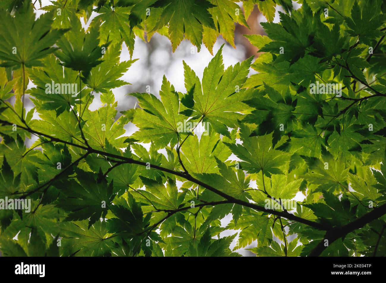Acer palmatum - Japanese maple tree leaves Stock Photo - Alamy