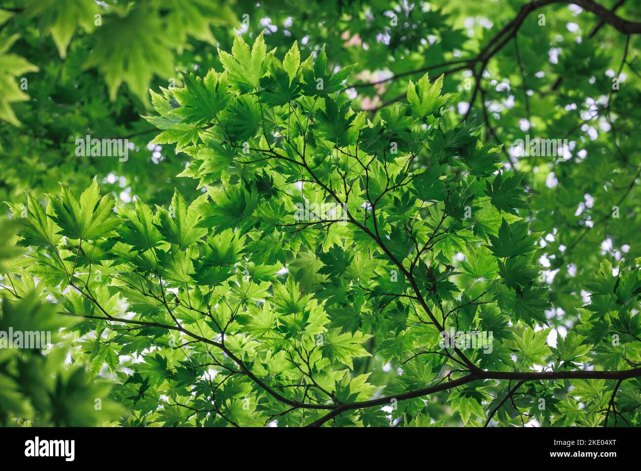Acer palmatum - Japanese maple tree leaves Stock Photo - Alamy
