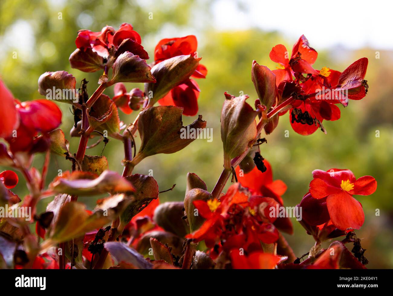 Begonia , Red begonia Stock Photo - Alamy