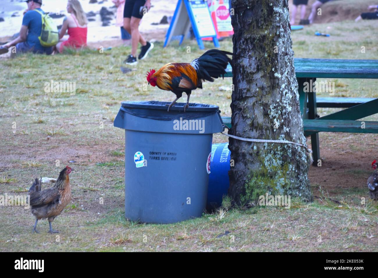A cock on a garbage can and other chicken on ground in Poipu Beach ...