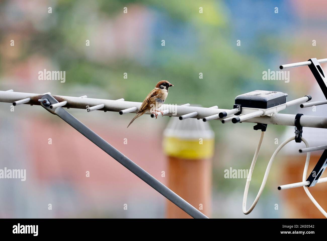 Cellular signal booster hi-res stock photography and images - Alamy