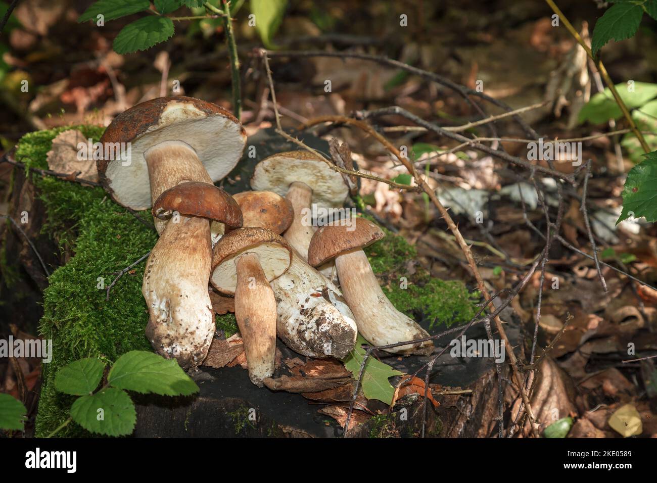 Bulbosus Boletus Edulis. Collection mushrooms. Edible wild mushroom in ...