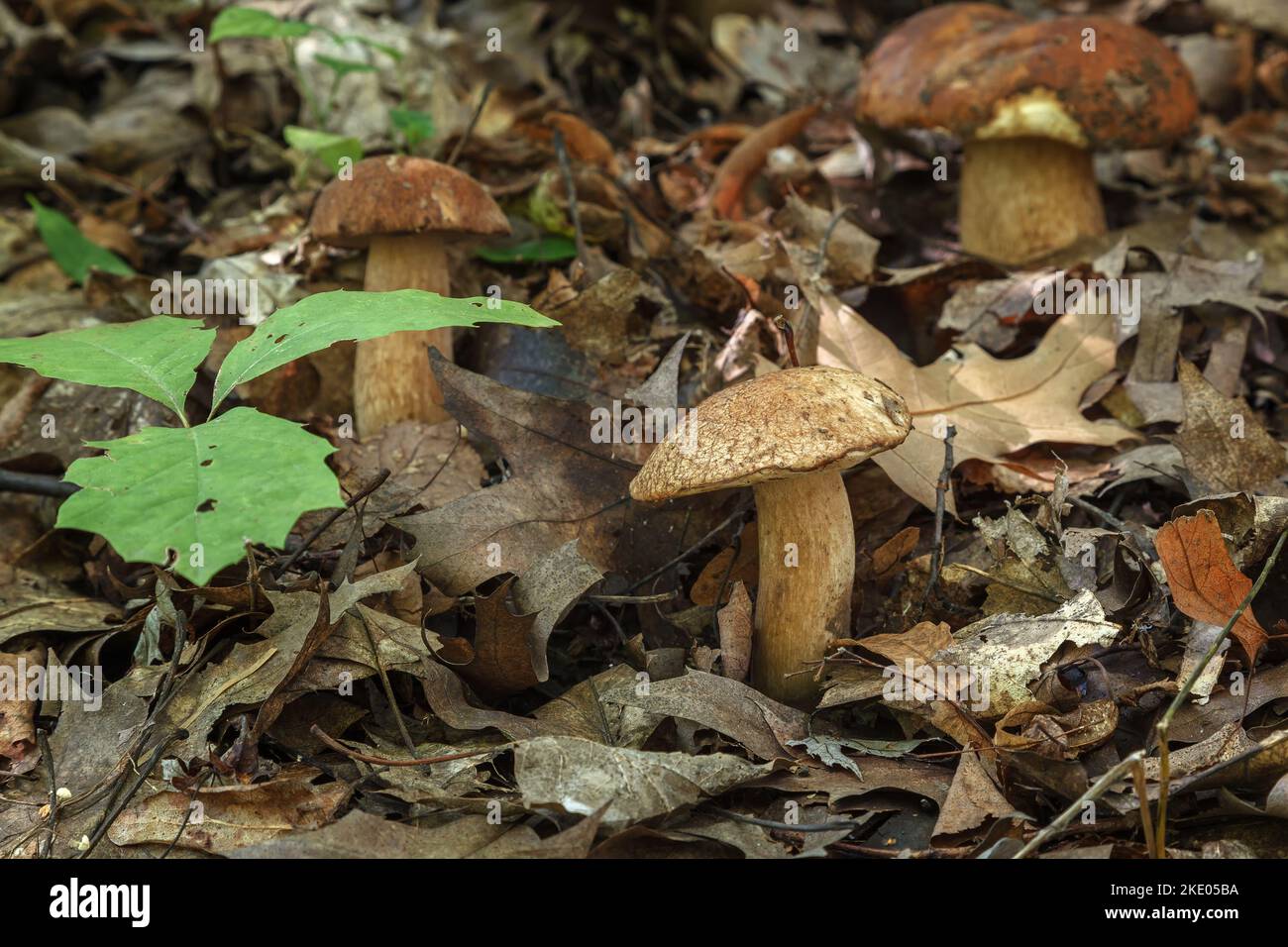 Bulbosus boletus hi-res stock photography and images - Alamy
