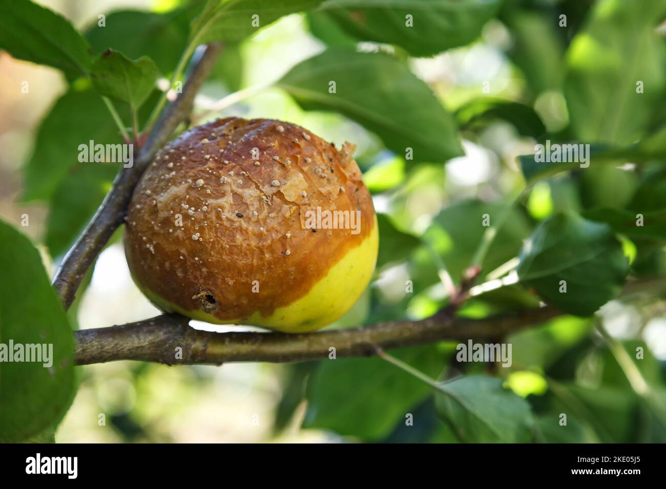Rotten apple damaged disease hi-res stock photography and images - Alamy
