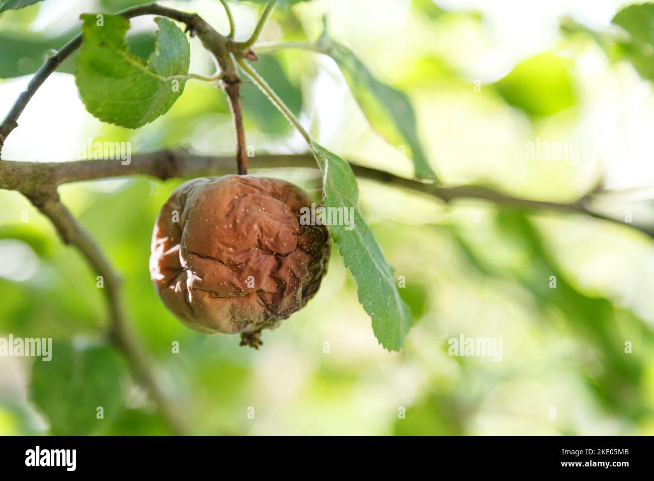 Rotten apple damaged disease hi-res stock photography and images - Alamy