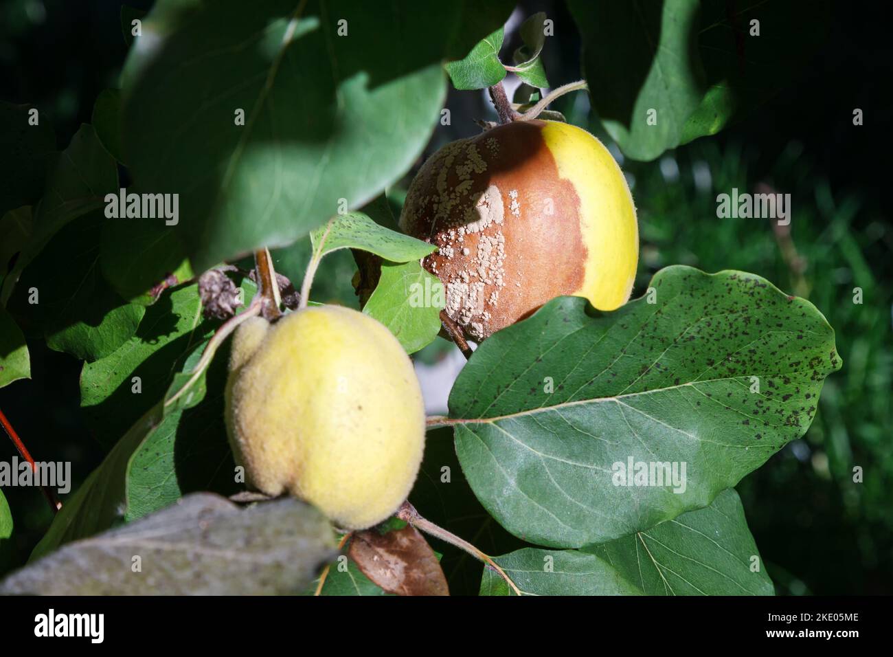 Rotten quince. Infected fruits of quince. Monilinia fructigena quince ...
