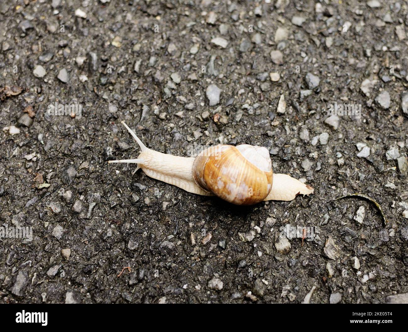 Egg shell snail hi-res stock photography and images - Alamy