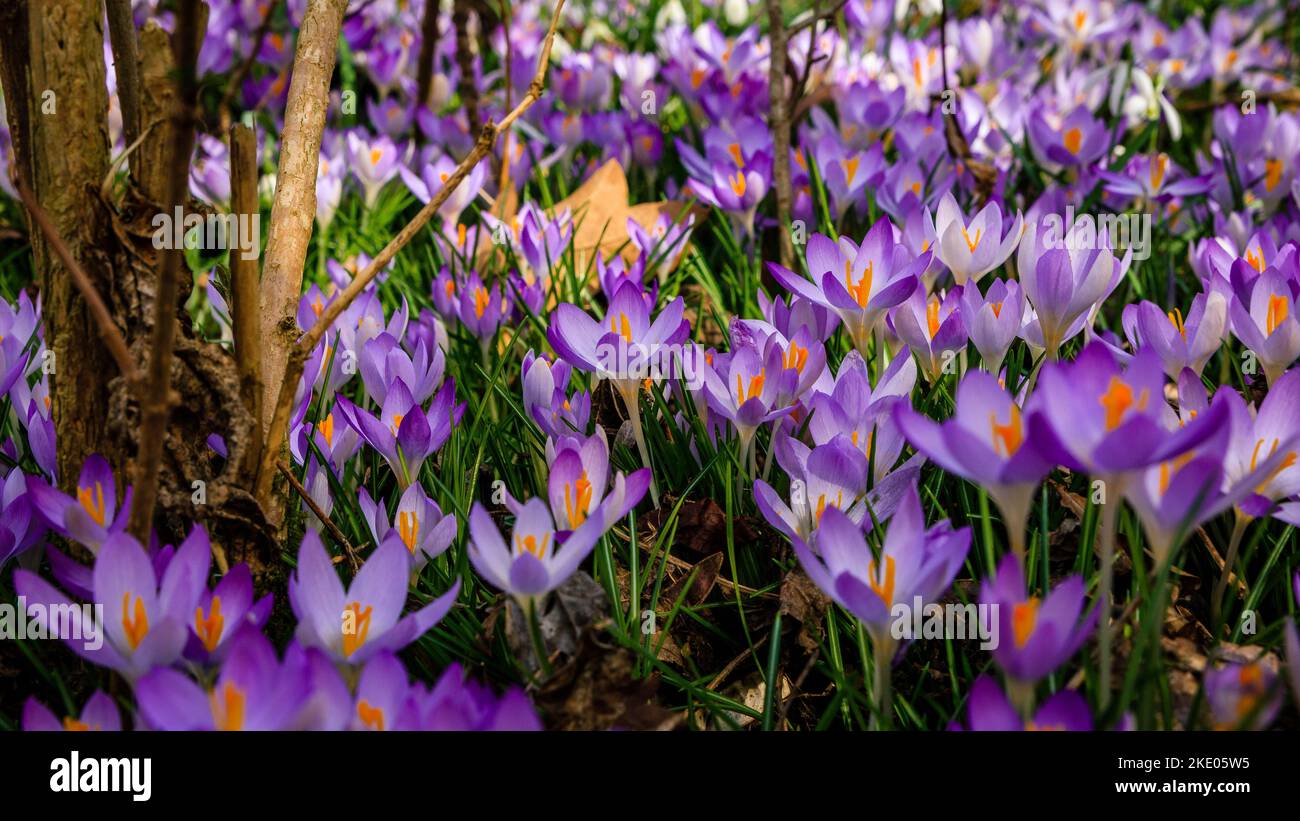 A closeup of beautiful purple Crocus flowers in a field Stock Photo - Alamy