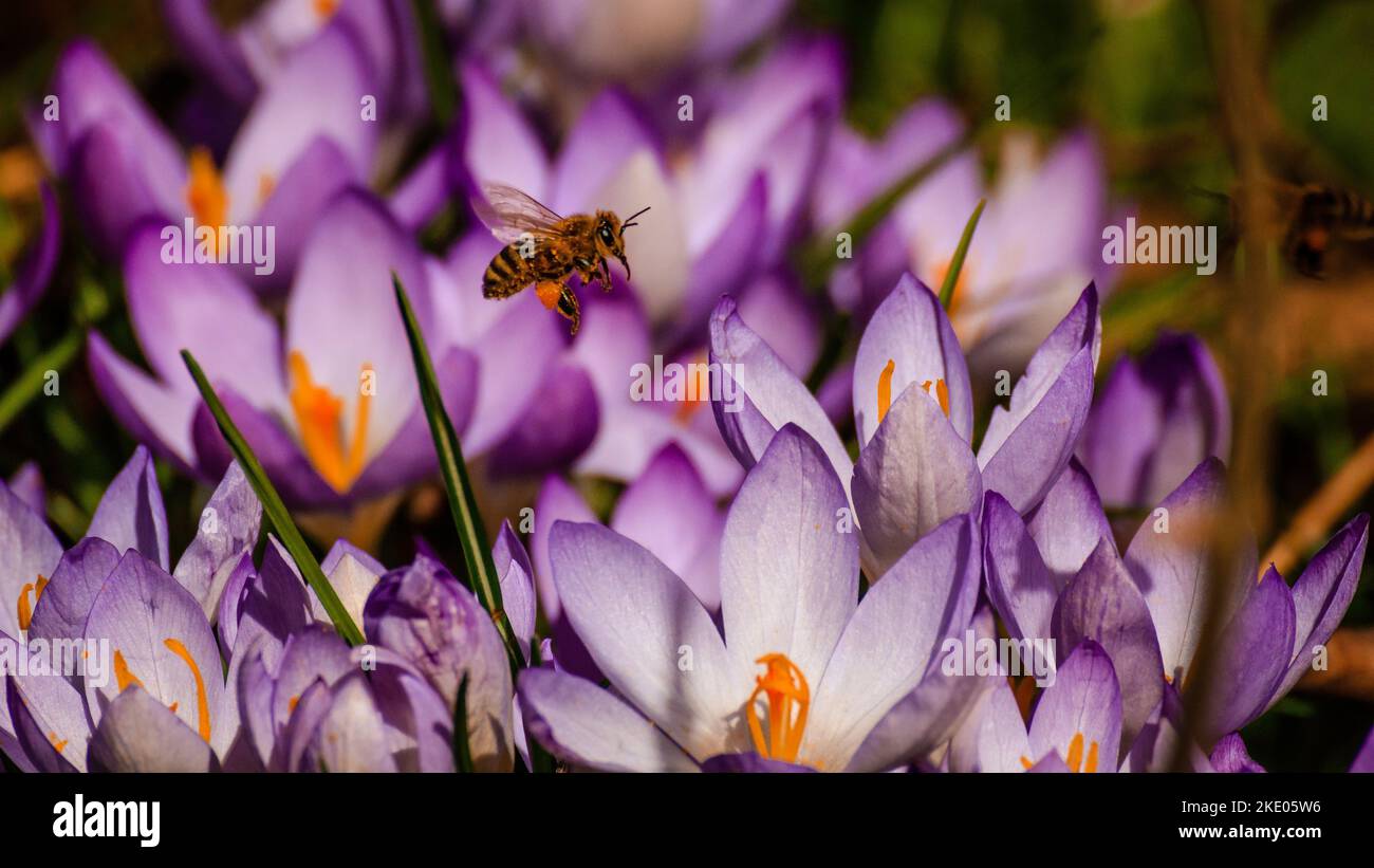 A closeup of a bee on beautiful purple Crocus flowers in a field Stock ...