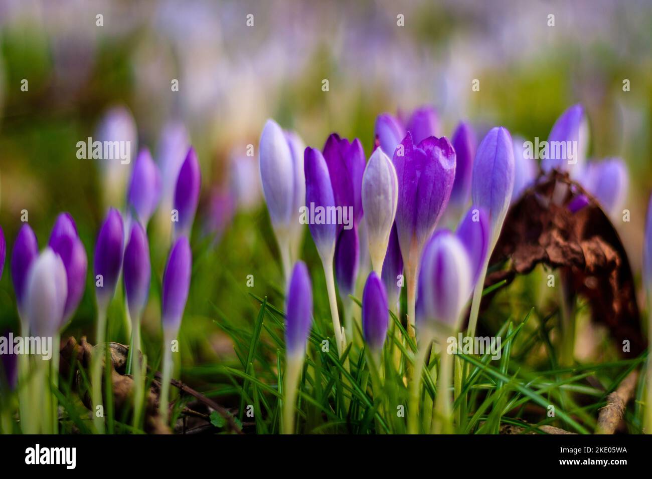 A closeup of beautiful blooming purple Crocus flowers in a field Stock ...