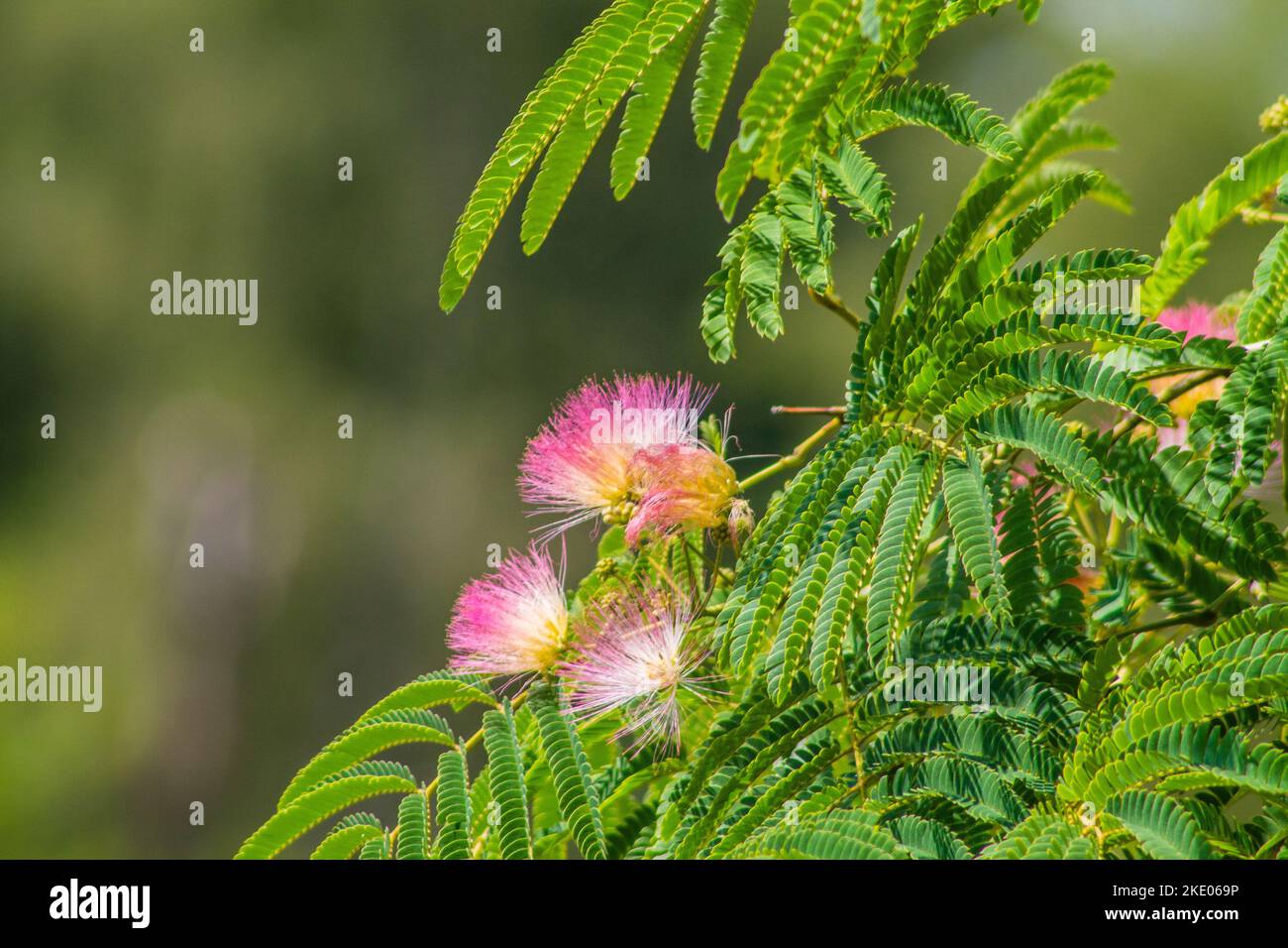 A selective focus shot of a mimosa tree with green leaves and pink ...