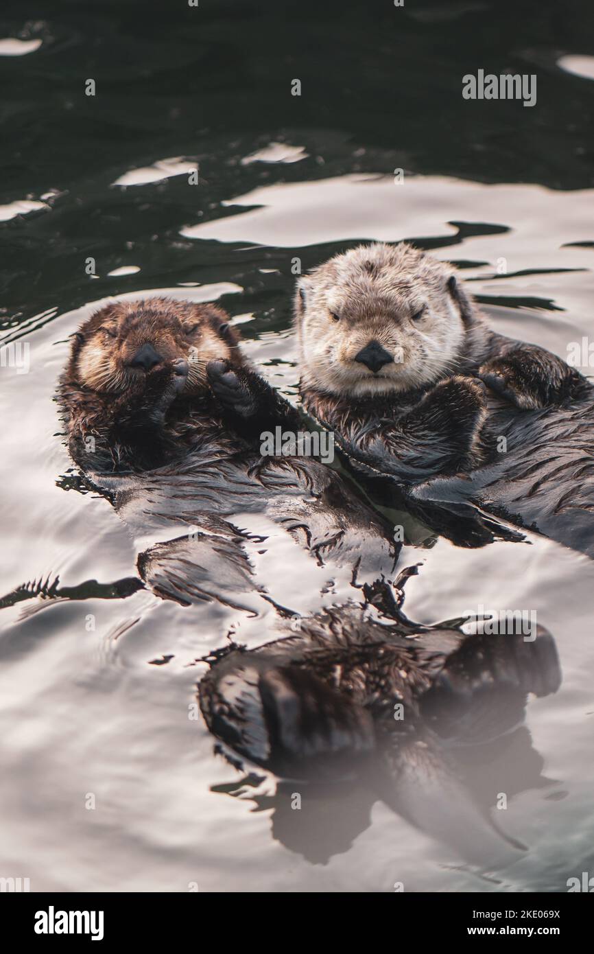 Otters pool zoo hi-res stock photography and images - Alamy
