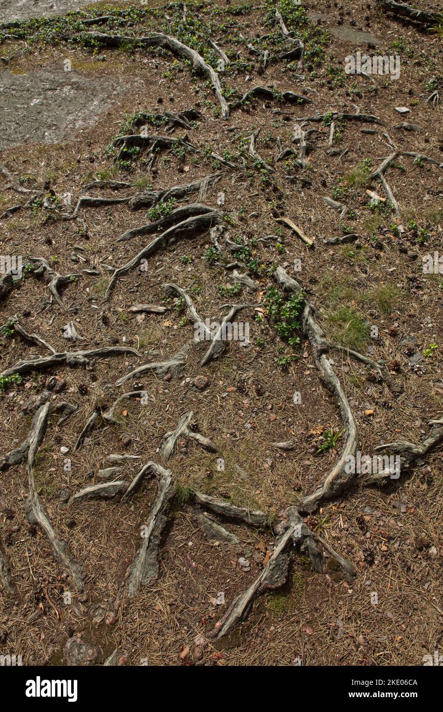 Tree roots on surface of ground in summer Stock Photo - Alamy