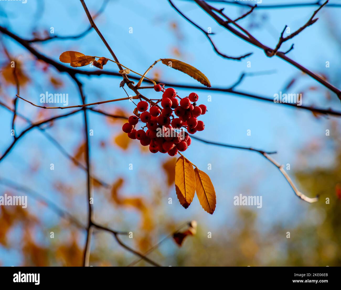 Red rowan berries on an autumn tree. Rowan branches with red leaves and ...