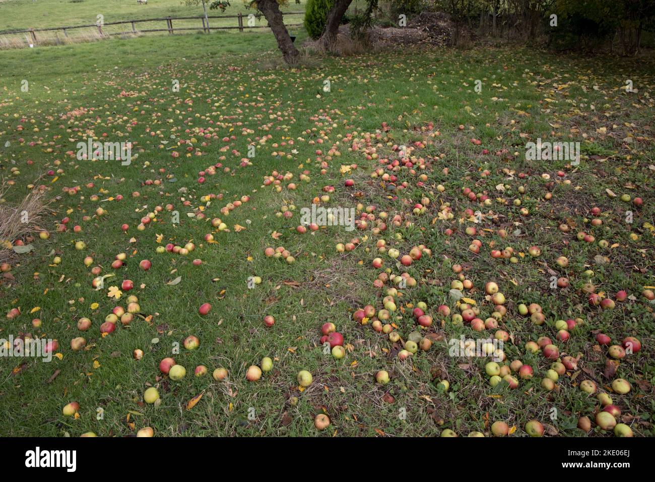 Large numbers of windfall apples on the ground indicating bumper apple ...