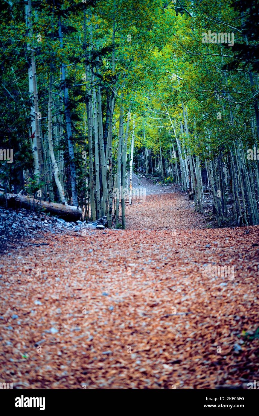 A vertical shot of the forest on an autumn day Stock Photo - Alamy