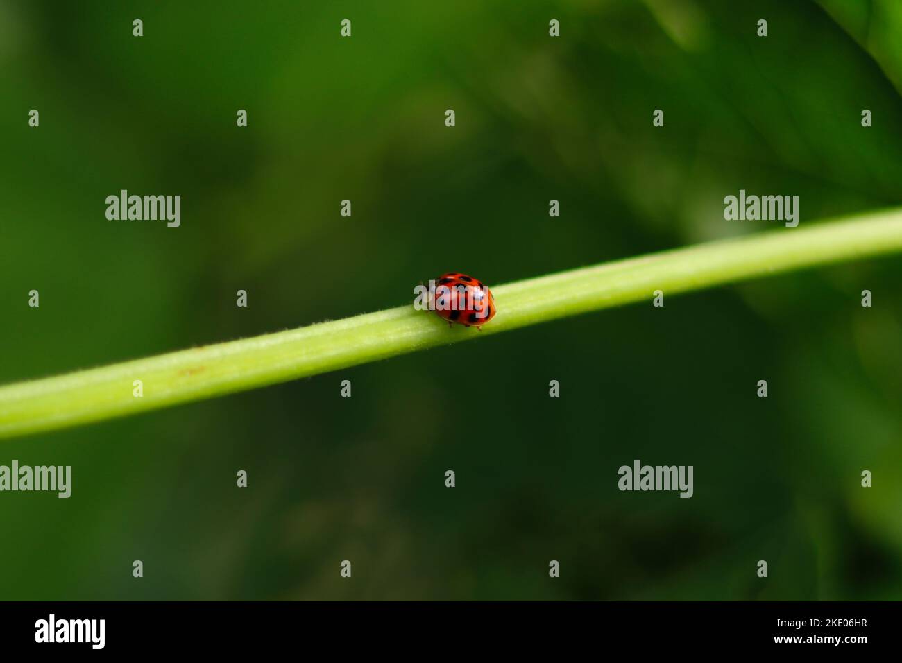 Ladybug on bean hi-res stock photography and images - Alamy