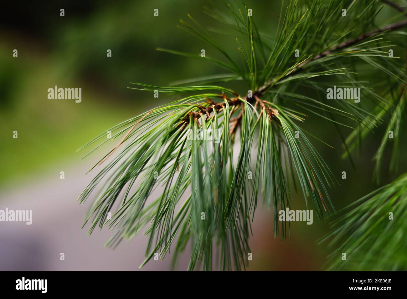 A closeup shot of the pine tree needles Stock Photo - Alamy