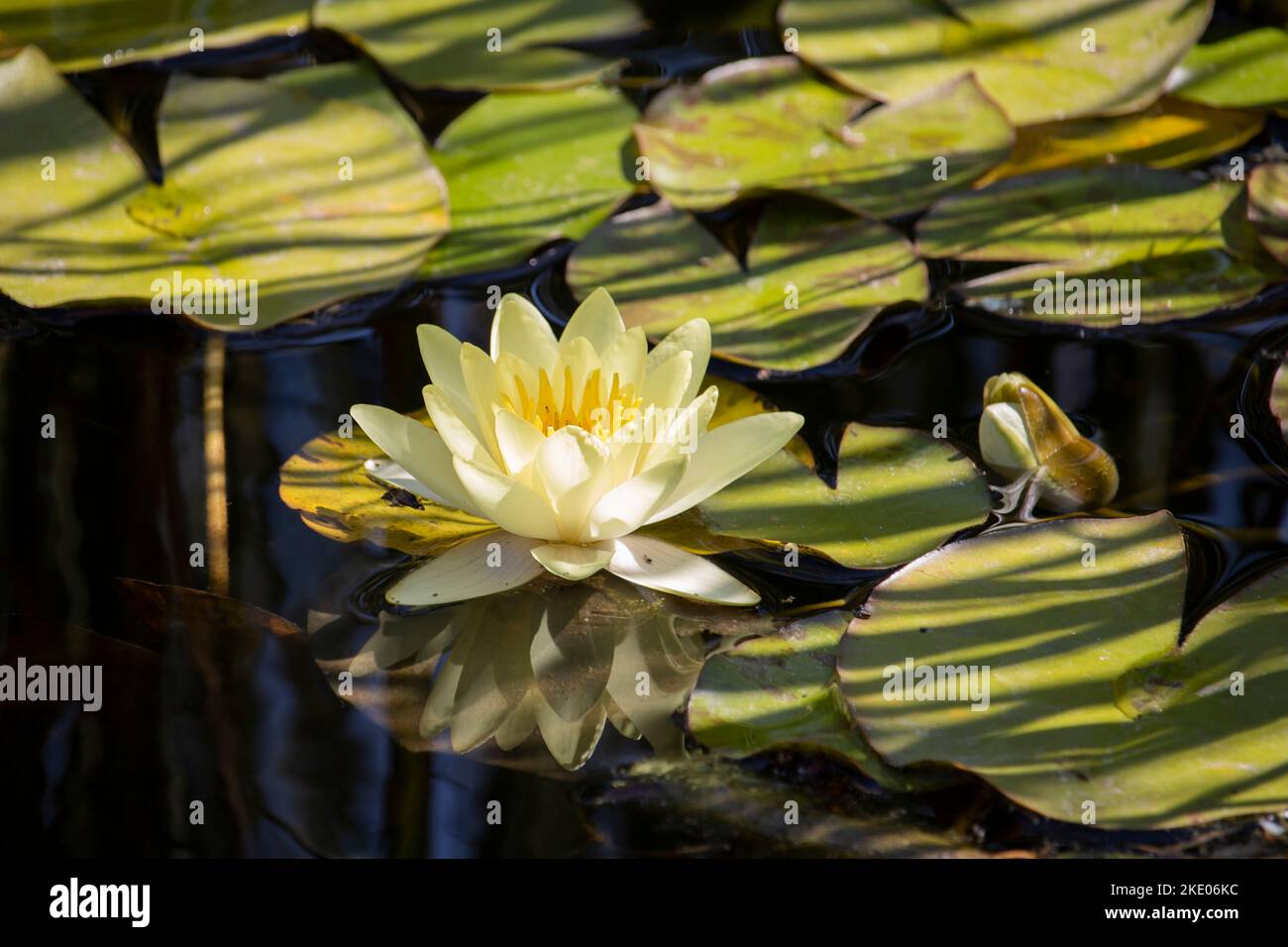 Water lily , Nymphaea ‘Chromatella’ ,Nymphaea , White yellowish water ...