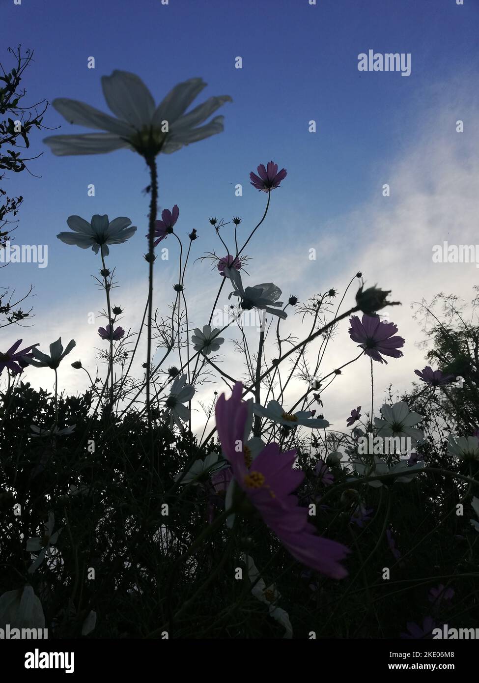 A vertical shot beautiful cosmos flowers blooming in a garden Stock ...