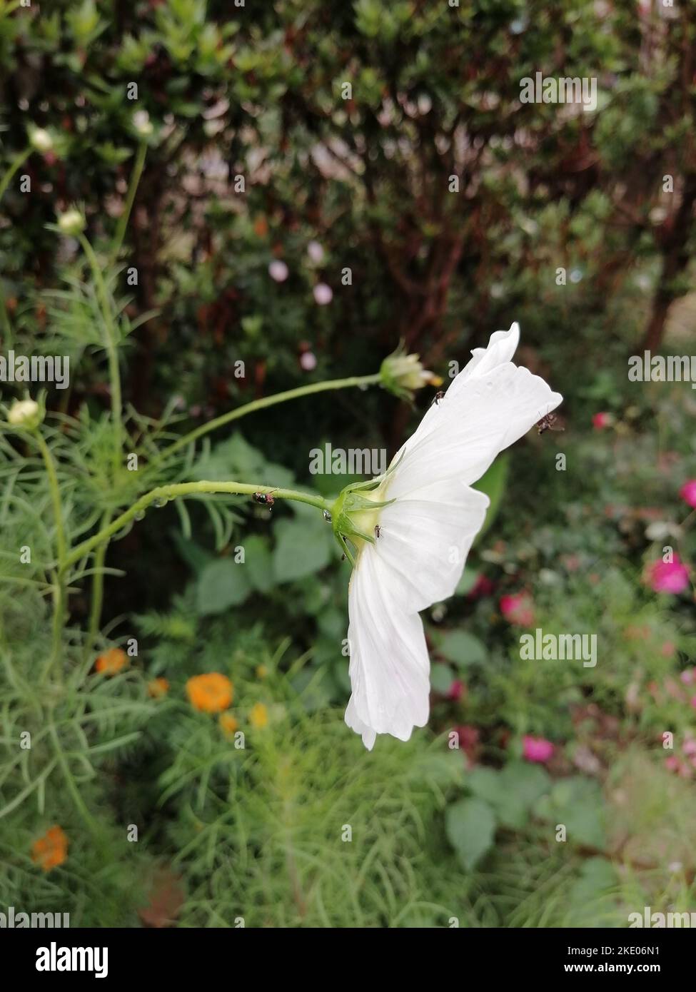 A beautiful cosmos flower blooming in a garden, vertical shot Stock ...
