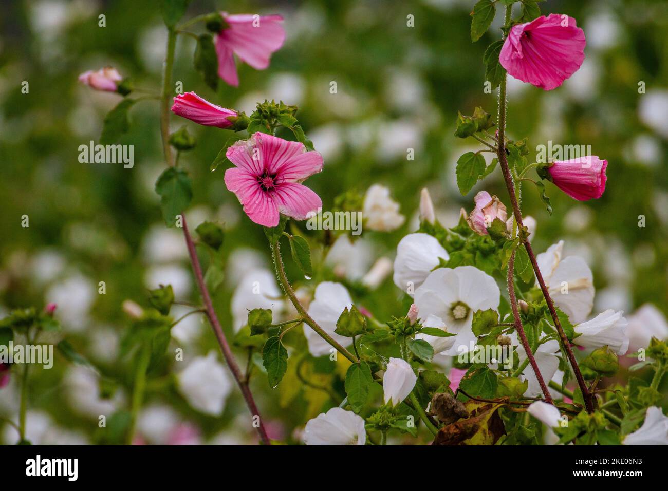 A closeup of pink and white lavatera flowers in a garden Stock Photo ...