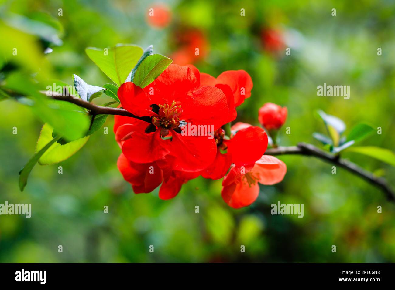 A closeup of beautiful red Maule's quince flowers in a garden Stock ...