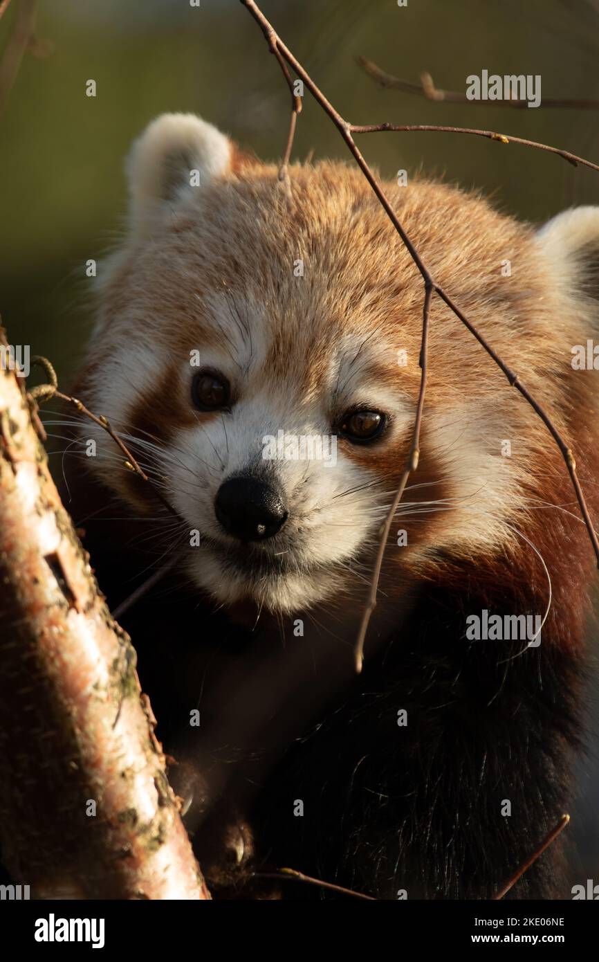 A vertical shot of a cute red panda Stock Photo - Alamy