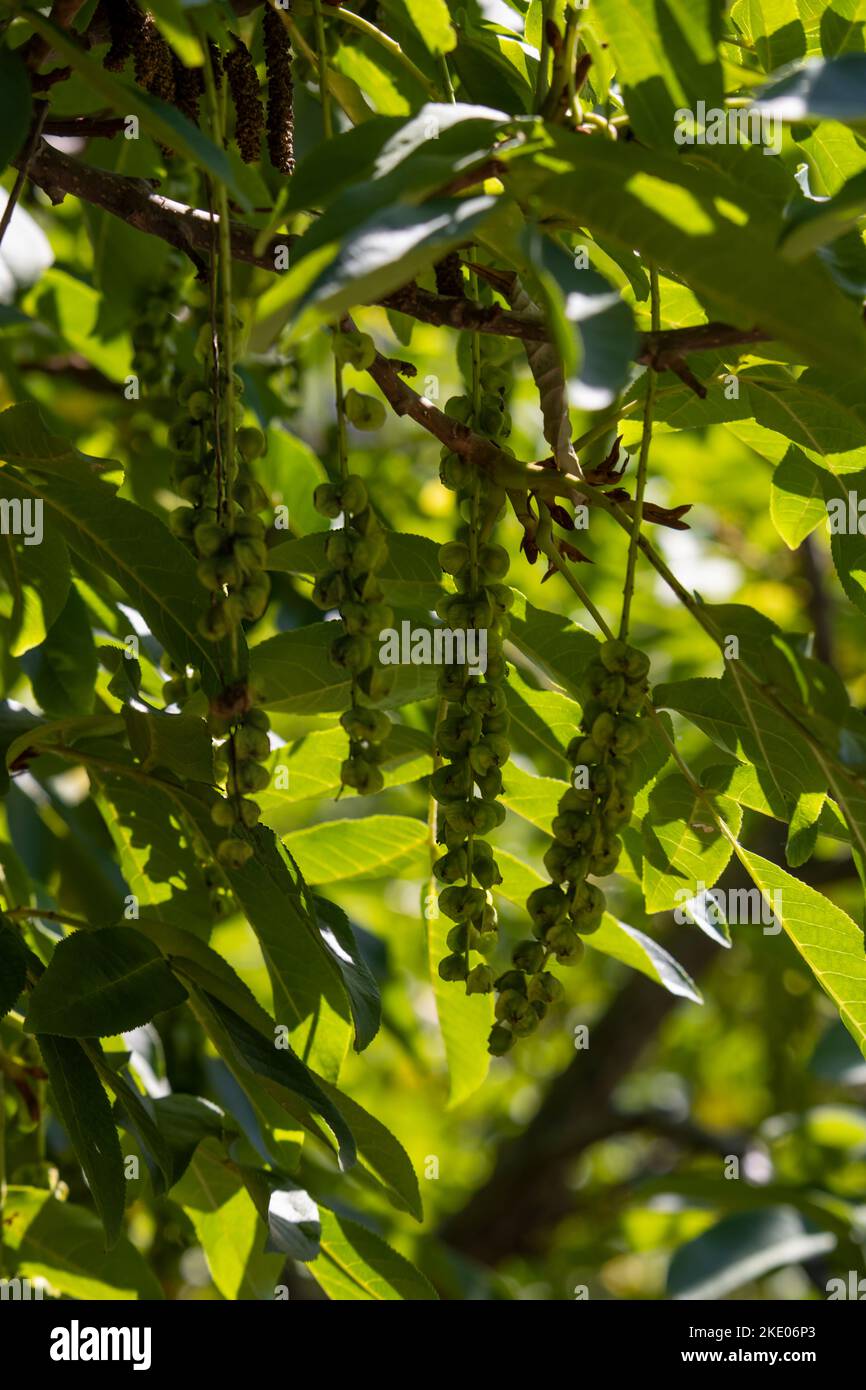 Elongated green clustered berry tree Stock Photo - Alamy