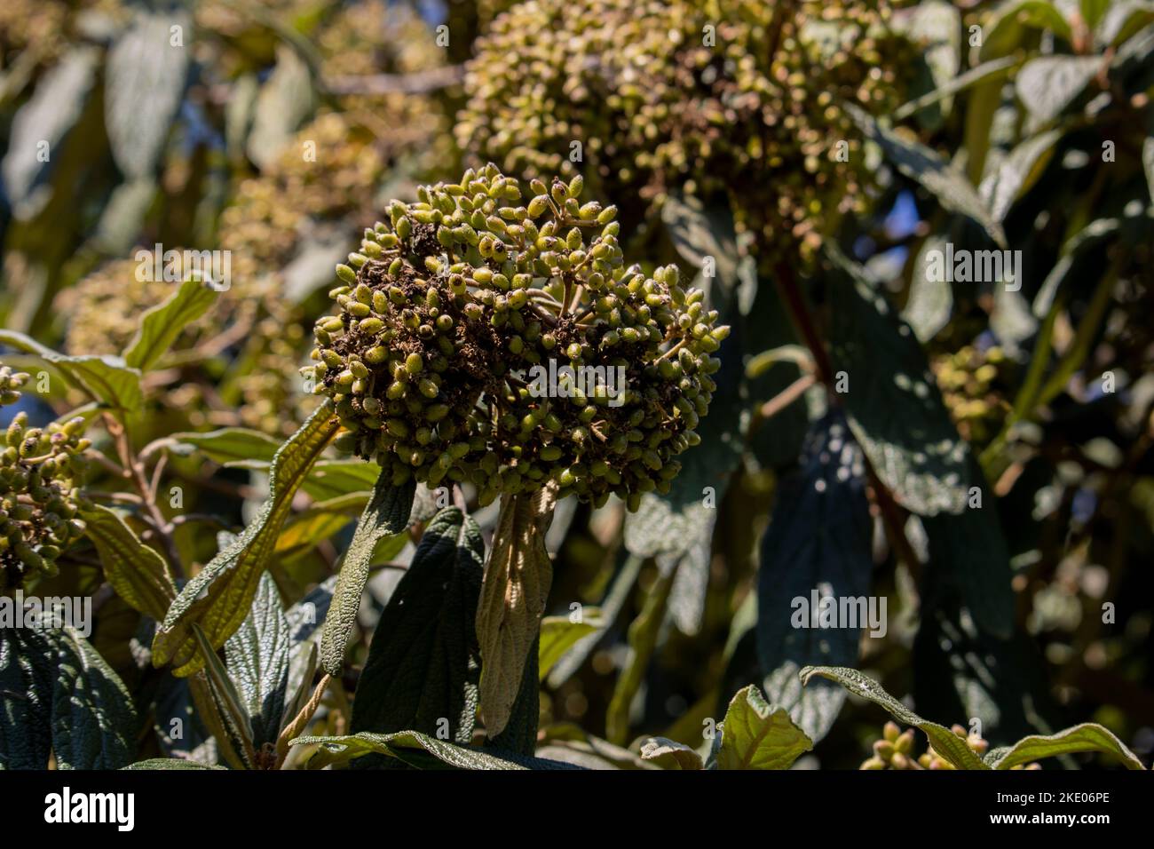 Berry tree hi-res stock photography and images - Alamy
