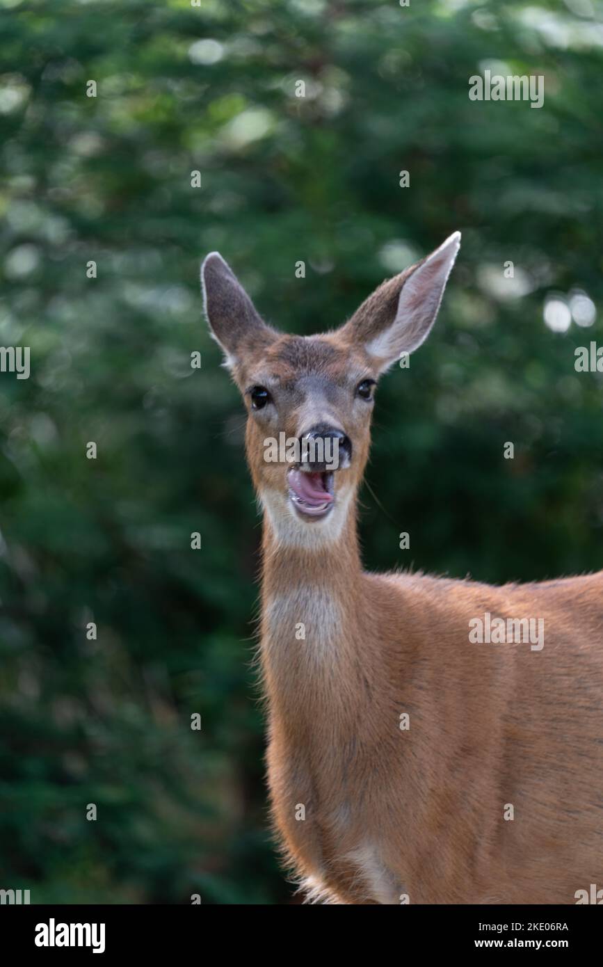 A wild doe deer against blurry forest background Stock Photo - Alamy