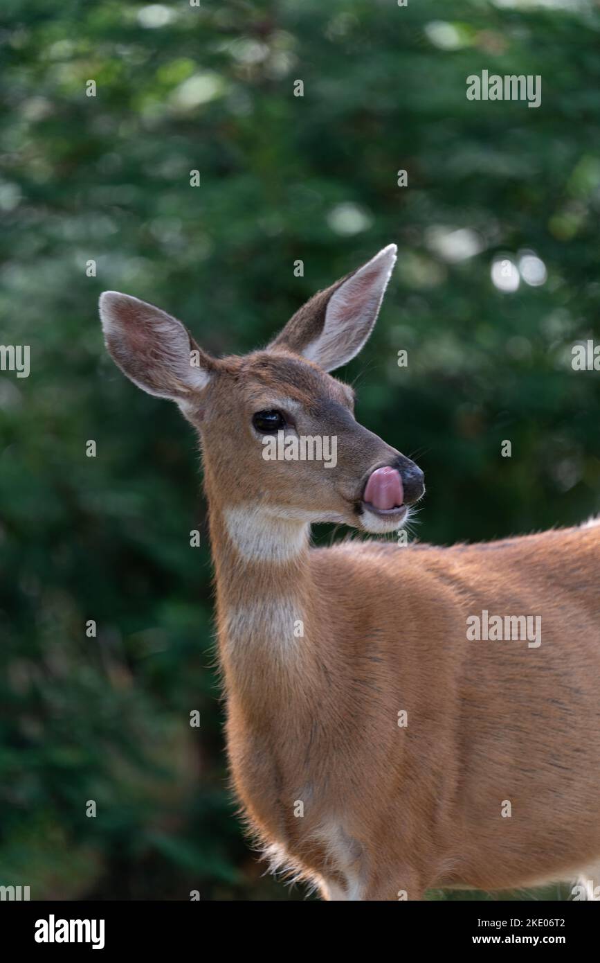 A wild doe deer against blurry forest background Stock Photo - Alamy