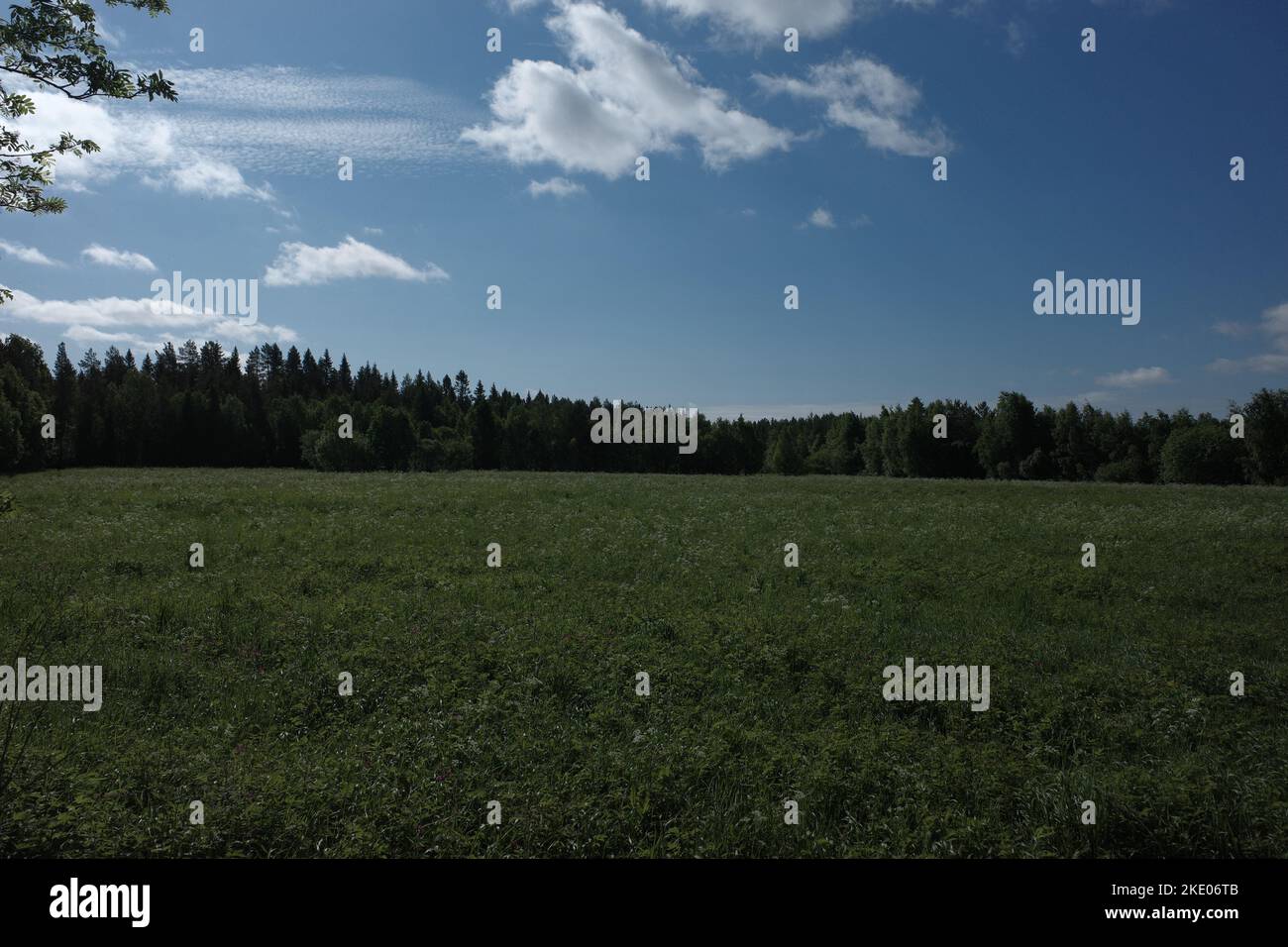 A view of the green field with trees Stock Photo - Alamy