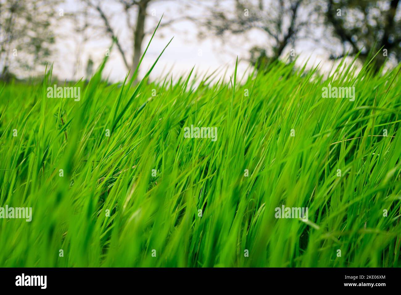 A closeup of beautiful green grass Stock Photo - Alamy