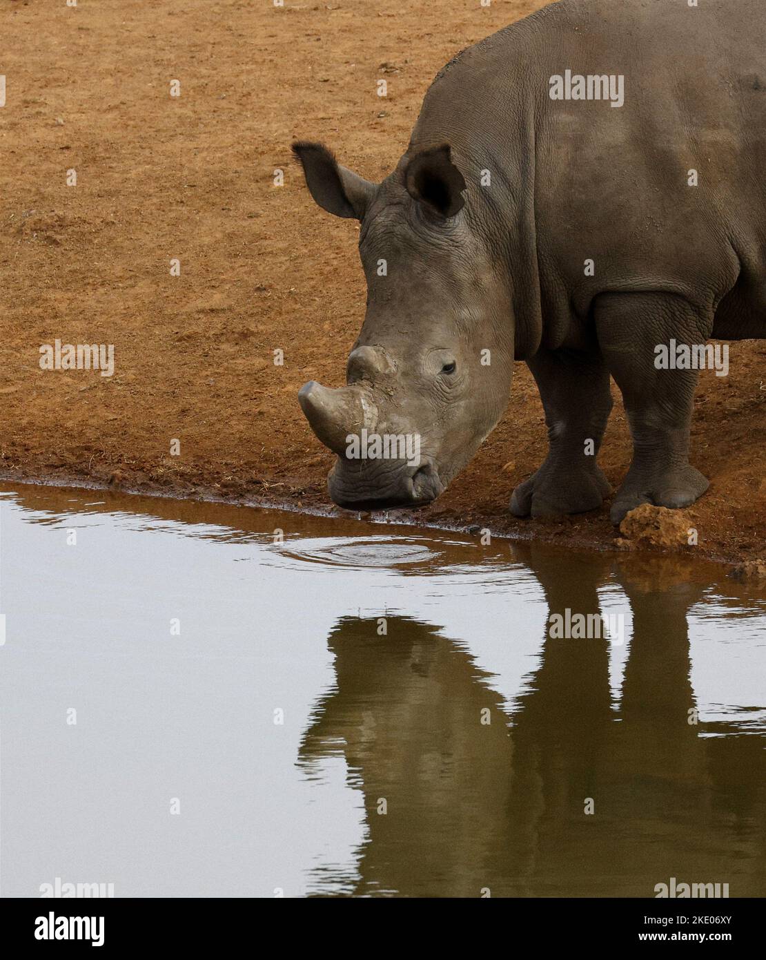 A vertical shot of a rhino drinking water from a puddle in Mpumalanga ...