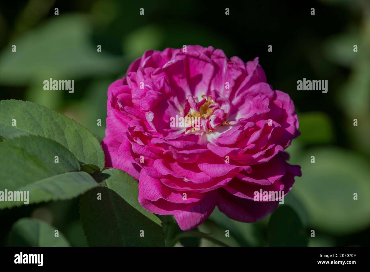 Bouquet bleu hi-res stock photography and images - Alamy