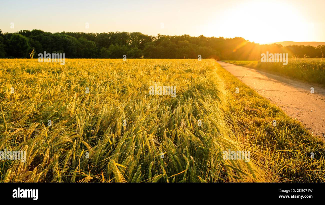 A beautiful view of an evergreen field in Germany during a scenic ...