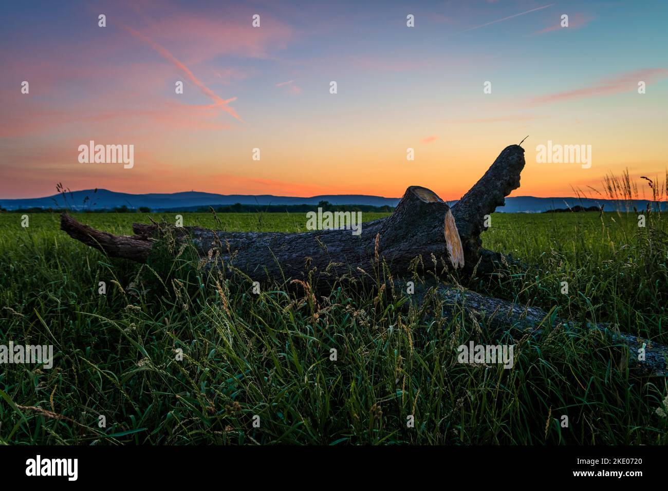 A cut tree in an evergreen field during a scenic sunset Stock Photo - Alamy