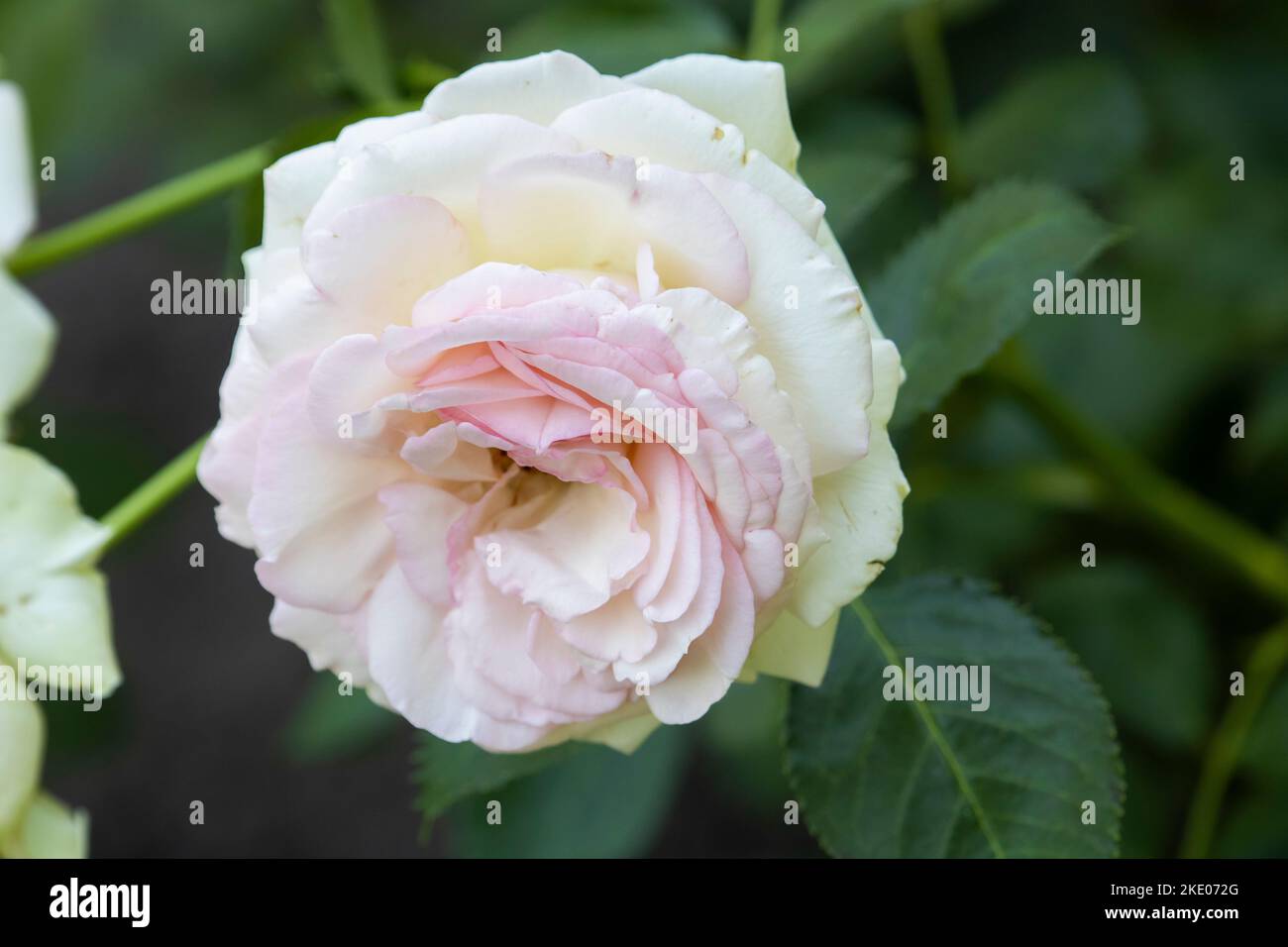 'Climbing Schneewittchen' climbing rose variety ,White pinkish rose ...